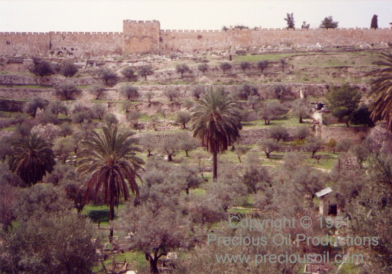 Precious Oil Productions: Photograph Library - Israel